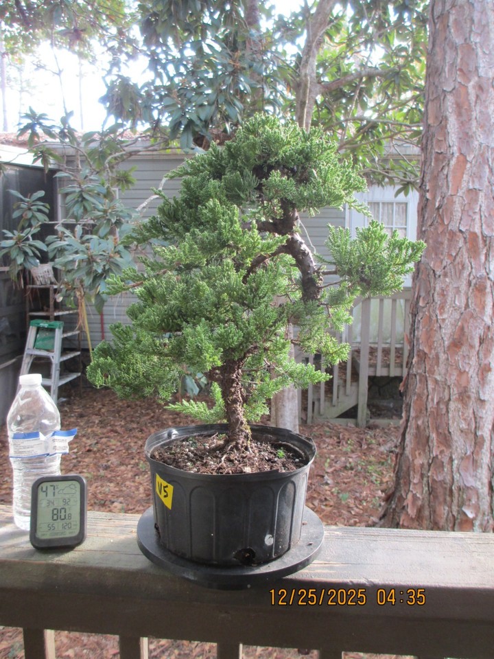SPECIMEN BONSAI TREE JUNIPER PROCUMBENS NANA/V5 | eBay
