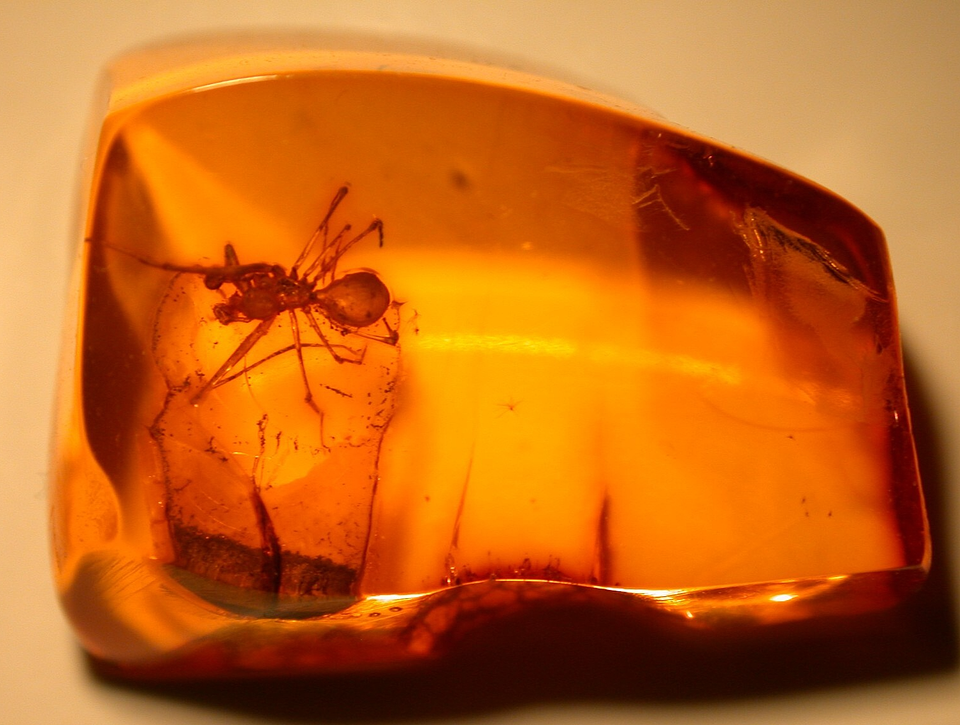 Very RARE Assassin Pelican Spider in Baltic Amber Fossil Gemstone | eBay