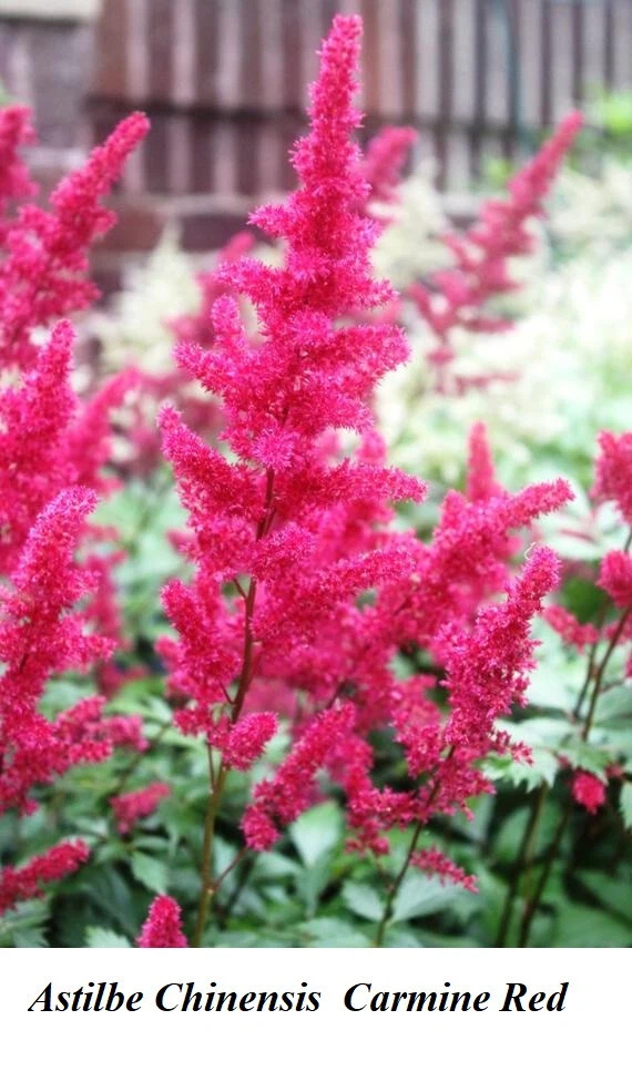 Red Astilbe