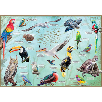 Field Guide to Magnificent Birds 500 Piece Jigsaw Puzzle | eBay