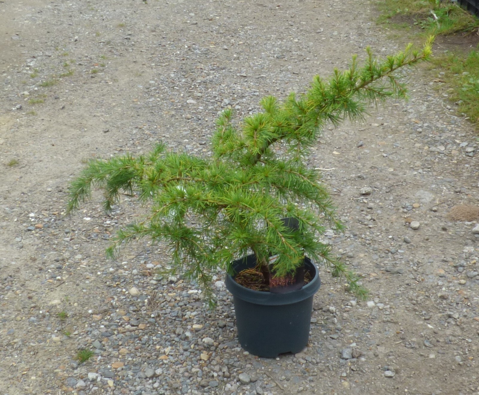 Cedrus deodara Golden Horizon in 3L pot ideal bonsai subject grafted ...