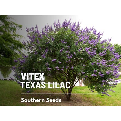 Vitex Chaste Tree Seeds, Heirloom Shrub, Texas Lilac Variety, USA Grown ...