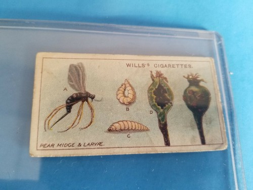 VTG PEAR MIDGE & LARVE.WILLS'S CIGARETTES TOBACCO CARD. | eBay