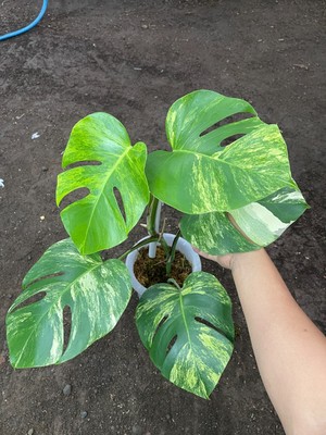 Monstera Aurea Yellow Variegated 5 Leaves with Phytosanitary ...