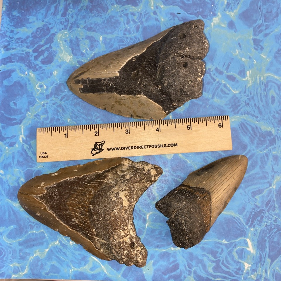 MEGALODON SHARK TEETH 1 POUND FRAGS TEETH MEG SCUBA DIVER DIRECT FOSSIL ...