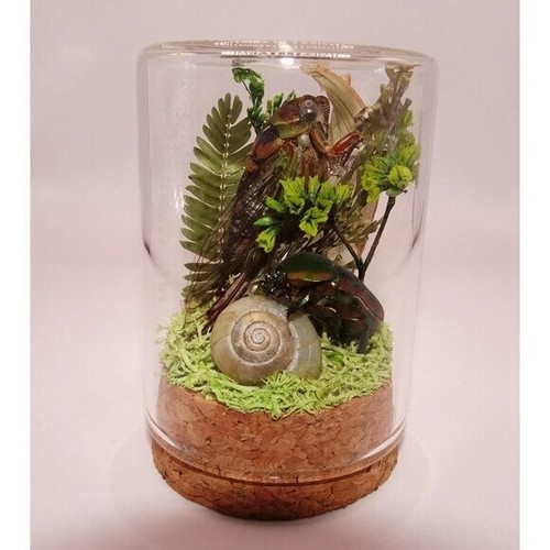 Cicada June Bug Snail Shell Luna Moth Wing Dried Flowers Oddity Jar ...