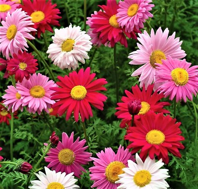 Multi Color Painted Daisy Seeds 200+ Seeds BUY 4 GET FREE SHIPPING | eBay