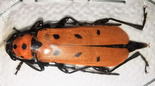 Cerambycidae Rosalia decempunctata A1 30mm THAILAND - RARE - #0374C | eBay