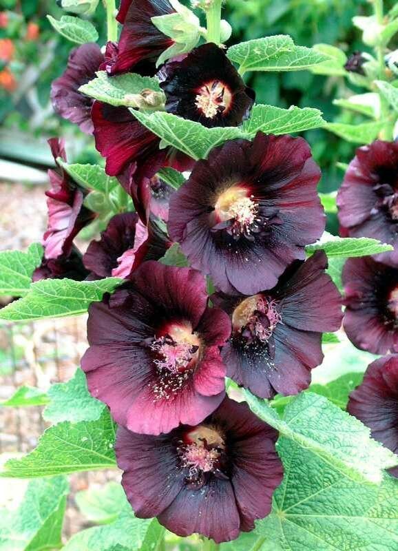 Hollyhock NIGRA Alcea Rosea Deep Red Black Fall or Spring Plant Non-GMO ...