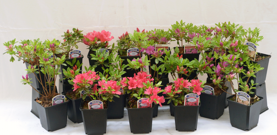 [x4] Dwarf Japanese Azalea | Mix Pack | Evergreen Shrubs | P9 Pots ...