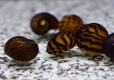 5 BATIK NERITE SNAIL freshwater moss java shrimp guppy live FREE ...