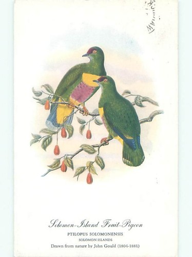 1950's SOLOMON PILAND FRUIT PIGEON BIRD : make an offer AC7095 | eBay