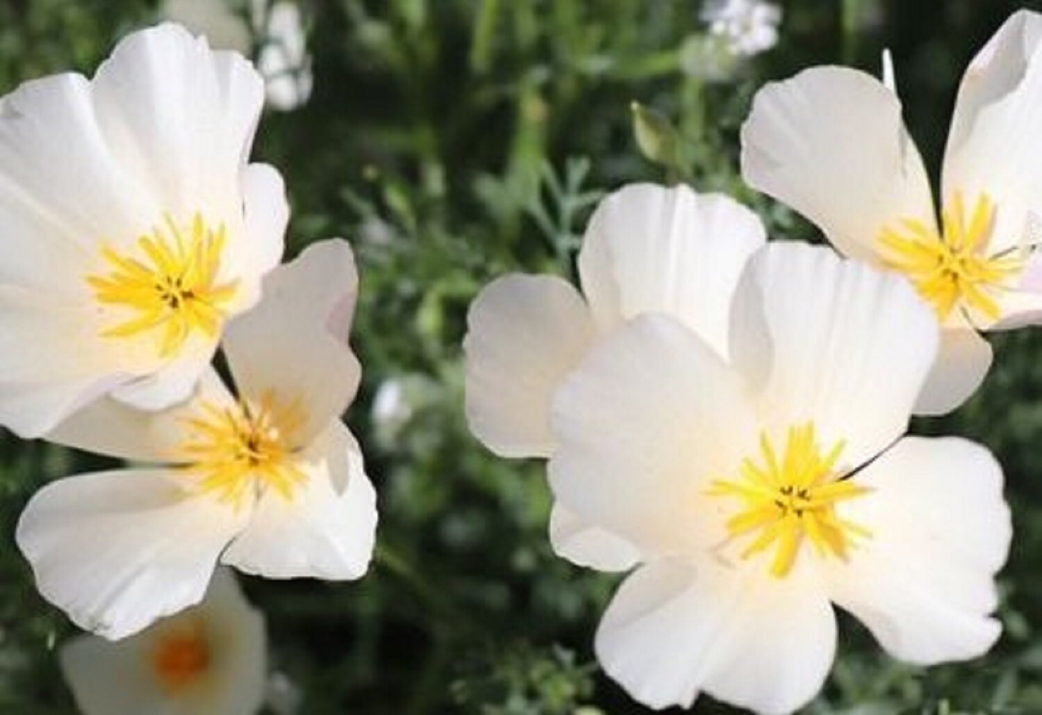 California Poppy Seeds Ivory Castle 200 SEEDS --BUY 4 ITEMS FREE ...