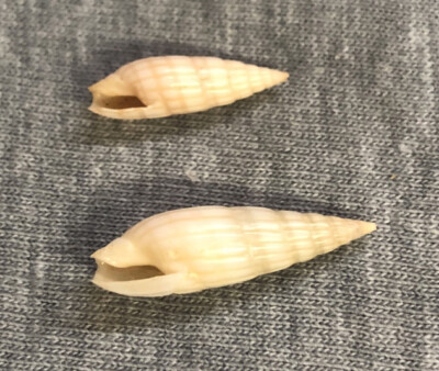 *Hastula solida 16mm & 22mm !!! | eBay