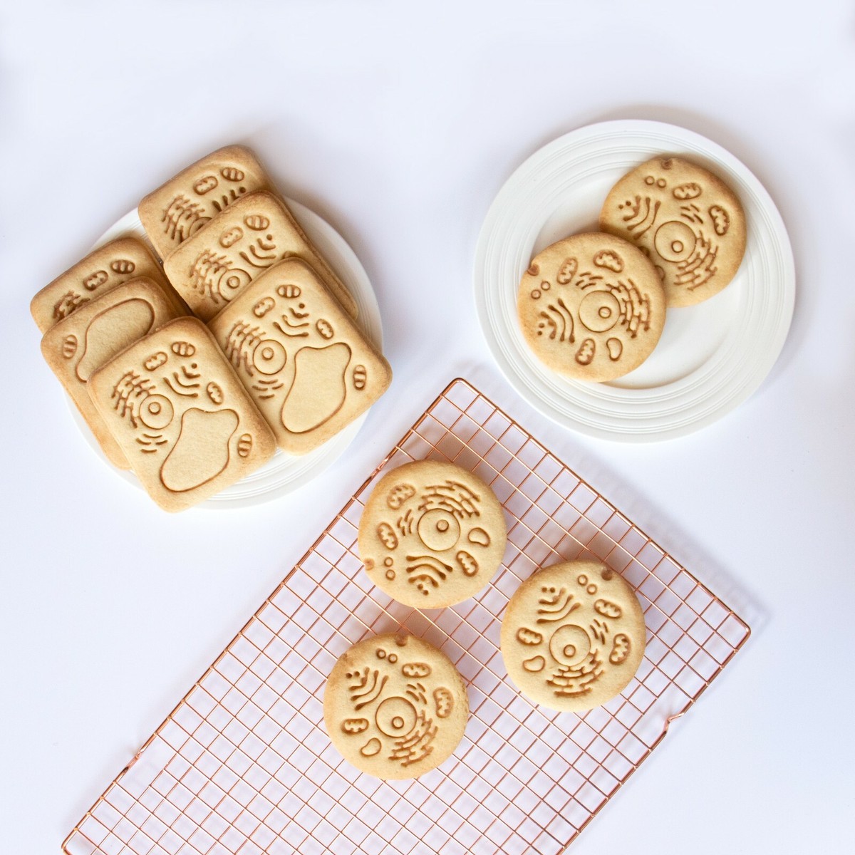 Microbiology Cookies Microbiology Culture Preparation Stock Image