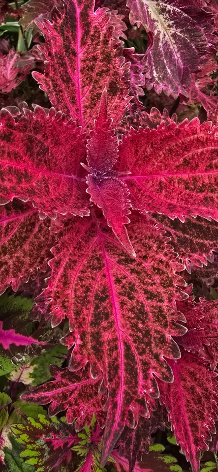 Coleus #12 – Red Ruffles [Cuttings 10–20cm] - Dark Red, Crinkly Pointy ...