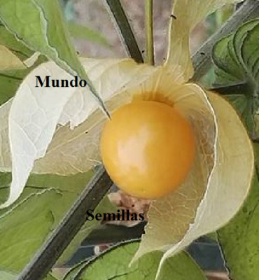 Physalis peruviana - Uvilla - fruta cometible - 300 semillas seeds | eBay