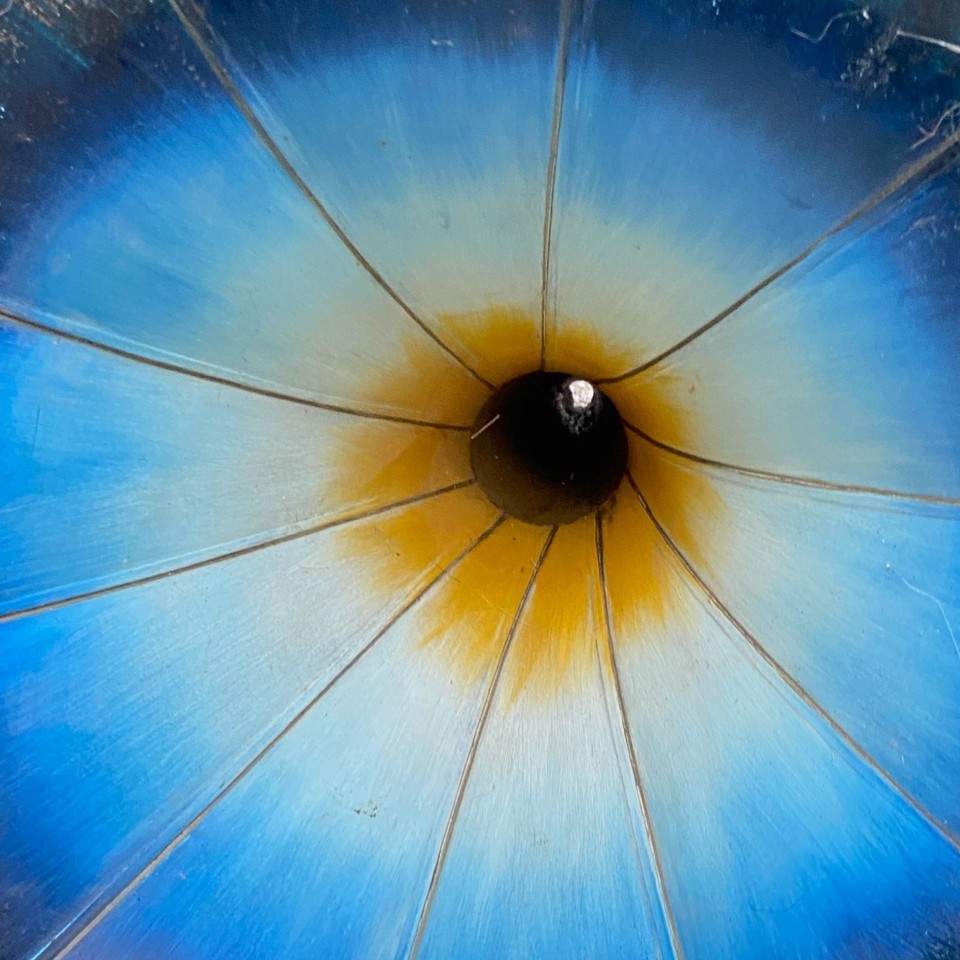 Antique Gramophone Phonograph Horn Blue Flower Morning Glory Speaker ...