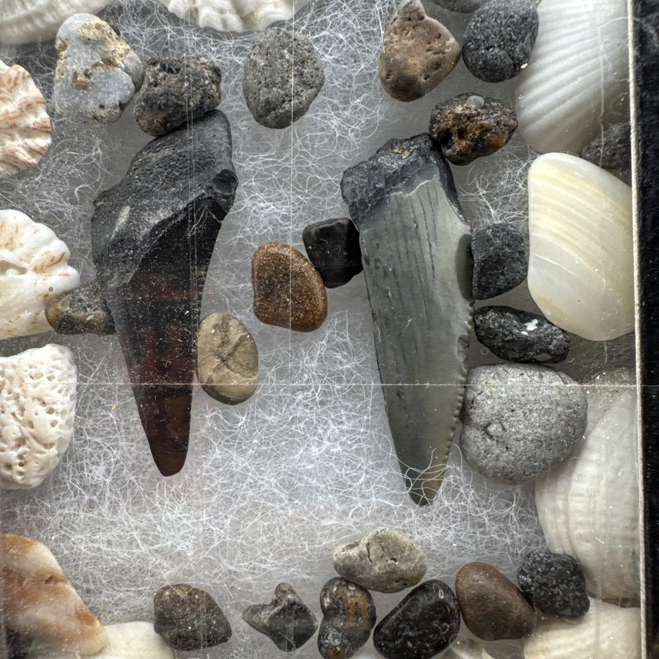 1.5 INCH REAL MEGALODON SHARK TOOTH REAL - WITH CASE 📦MEG | eBay