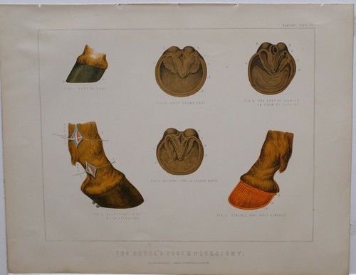 1880 FARRIERY PRINT HORSES FOOT NEUROTOMY ANATOMY FOAL HOOF REMOVED ...