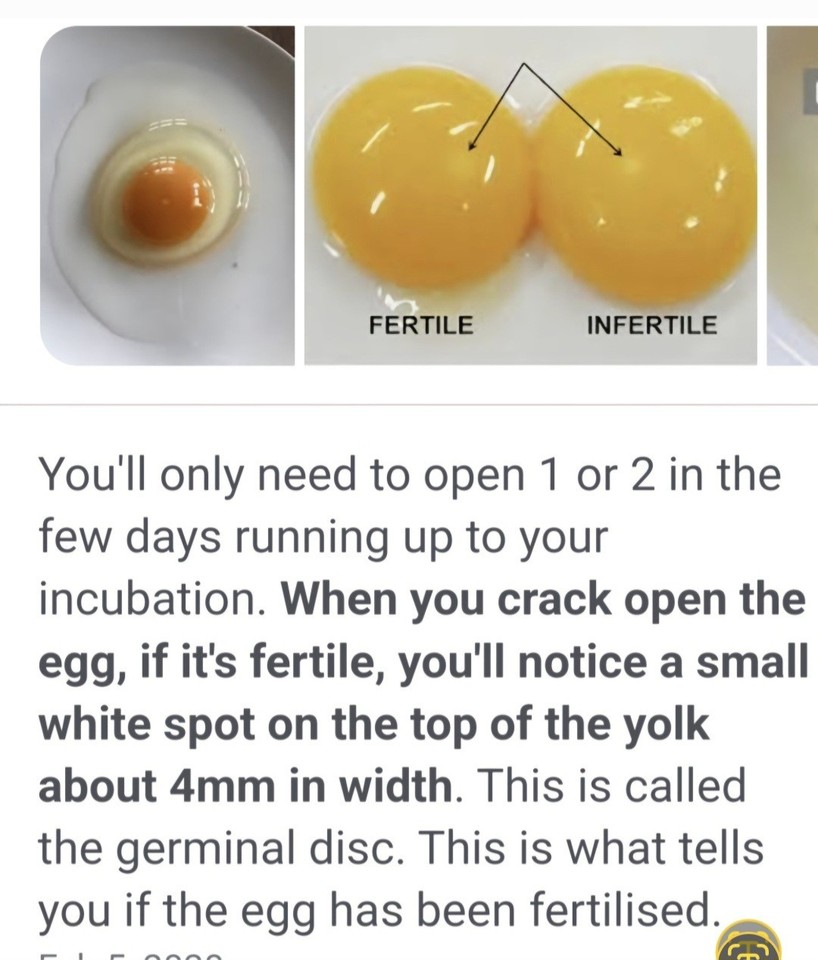 6 Buff Laced Seabright Bantam Hatching Eggs | eBay