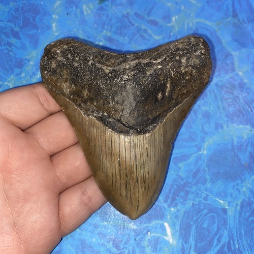 MEGALODON SHARK TOOTH 4.19” HUGE TEETH MEG SCUBA DIVER DIRECT FOSSIL NC ...