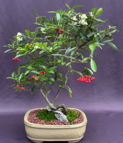 Flowering Pyracantha Bonsai Tree Root Over Rock Style 20"H Pyracantha ...