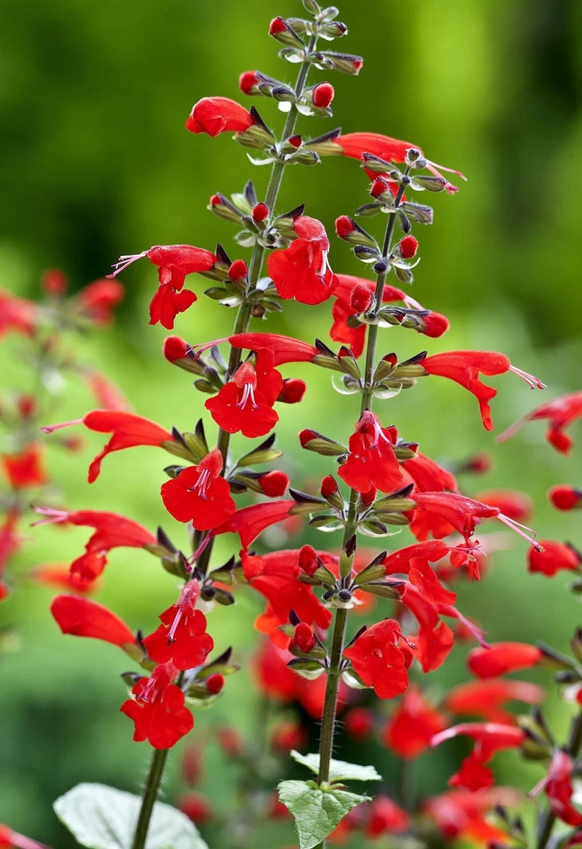 Lady In Red Salvia