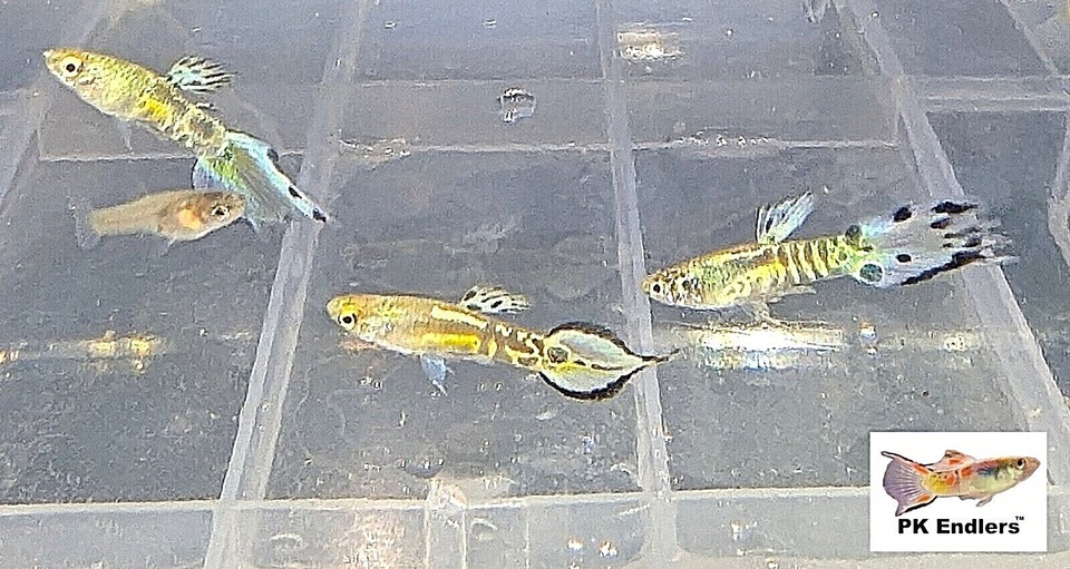 PK Endlers YELLOW PASTEL WILDCAT ENDLERS - CHOOSE OPTIONS | eBay