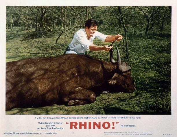 Rhino Us Lobby Card Robert Culp 1964 OLD MOVIE PHOTO | eBay Australia