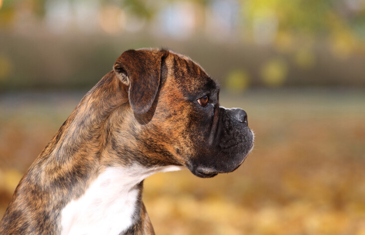 1 x Cute Boxer Puppy Dog Pet Fun Companion Black Ballpoint Pen Student ...