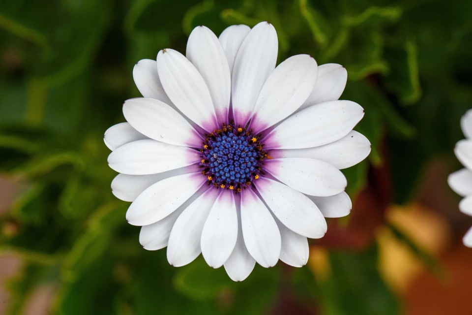 White Cape Daisy Seeds, Trailing African Daisy, Blue-Eyed Daisy, FREE ...