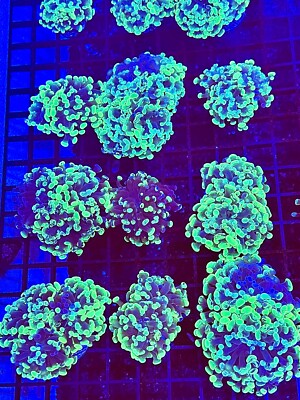 Neon splatter hammer 2 heads pinched Coral King live coral frag | eBay