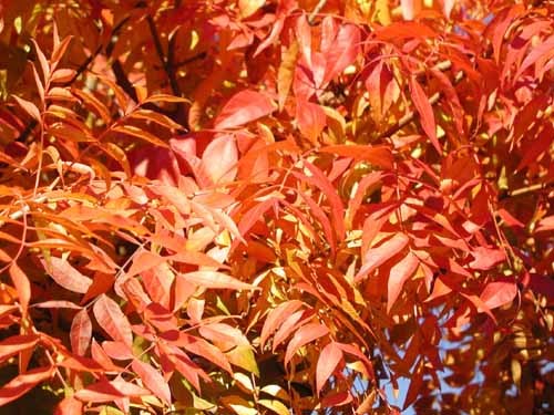 Chinese Pistache, (Pistachio) Pistacia chinensis, Tree Seeds (Fast ...