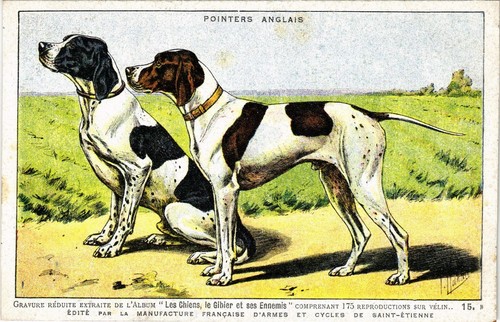 PC CPA DOGS, A PAIR OF ENGLISH POINTER DOGS, VINTAGE POSTCARD (b3572) | eBay