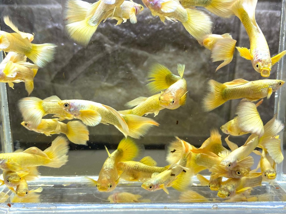 A TRIO 24K FULL GOLD GUPPY READY BREEDING LIVE FISH FRESH HIGH QUALITY ...