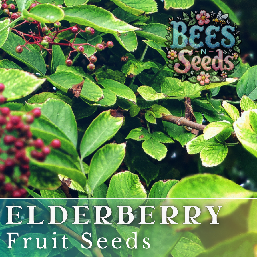 Verity Elderberry Seeds 175 or 450 Seeds Fruit Seeds, Non GMO, Berry ...