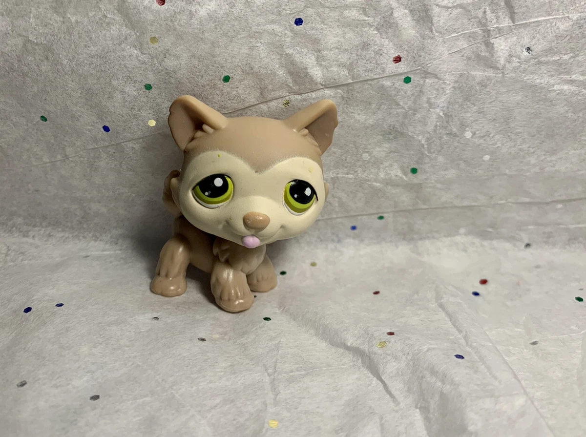 Huskies Puppies With Green Eyes