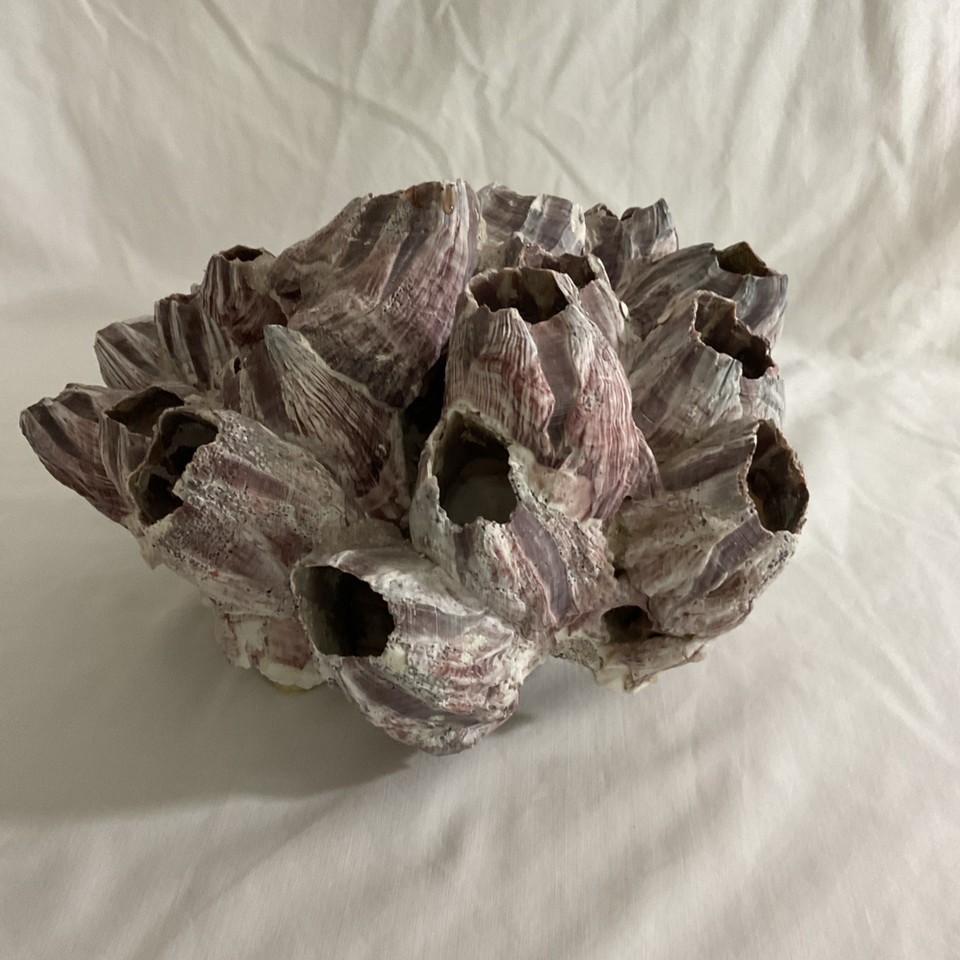 EXTRA Large Purple Barnacle Cluster Budding center Natural Fossil | eBay