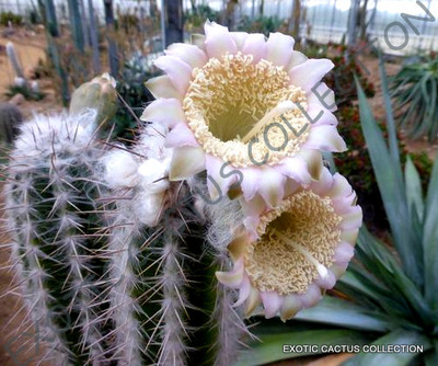 RARE PILOSOCEREUS PALMERI exotic blue color columnar cacti cactus seed ...