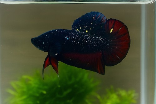 Avatar Black Stardust Vampire Live Fish High Quality Imported From ...