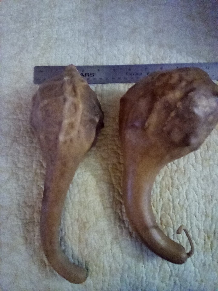 Lot Of 2 Caveman Craft Gourds Dried & Gently Cleaned Lg, Nice w/seeds ...