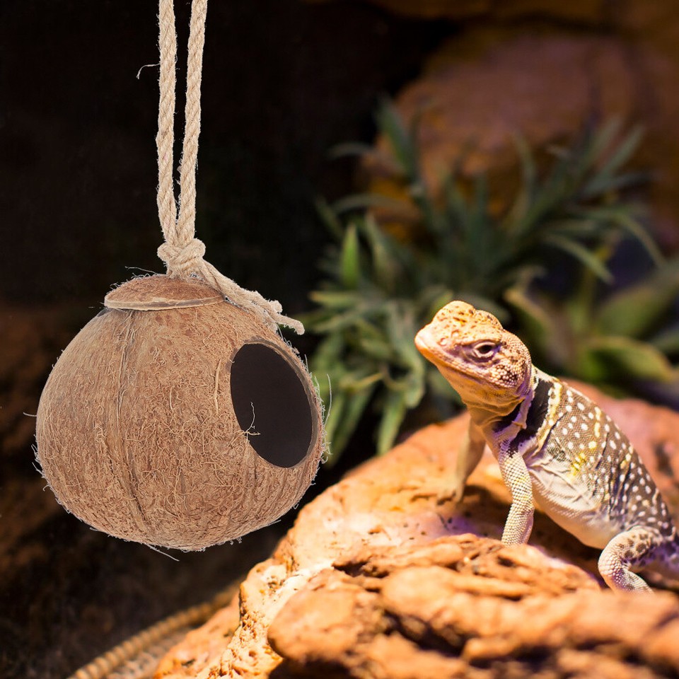4 Pcs Coconut Shell Reptile Pet Nest Gecko Coconuts Hide Tank Toy | eBay