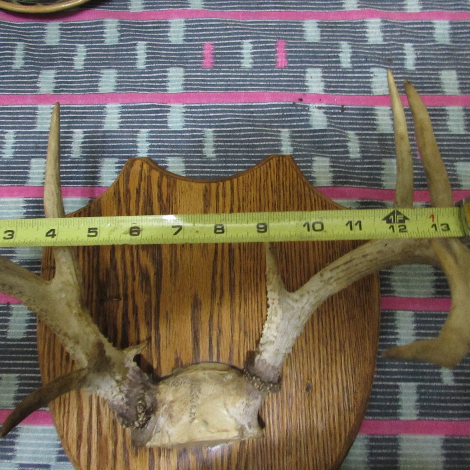 Vintage 12-POINT DEER MOUNTED | eBay