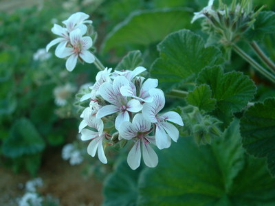 Pelargonium australe - Native Geranium 15 seeds | eBay