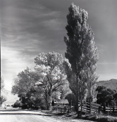 a16 Original Negative 1967 Bishop Calif Trees shed east of hwy 878a | eBay