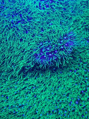 Chunky Frag of Bright Green GSP Green Star Polyps Free 2 Day FedEx ...