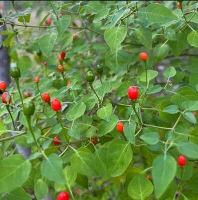 Chiltepin Plants Live in 4 Inch Pot, Pepper Live Plant - 6 to 12 Inc ...