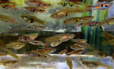 6 pair of red endlers | eBay