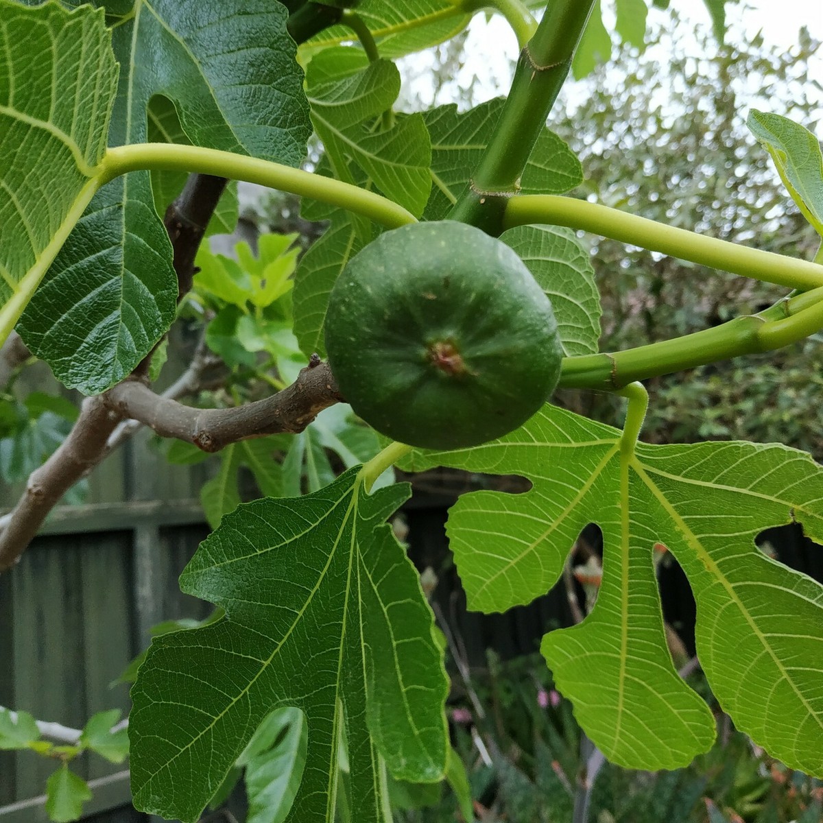 Adriatic Fig Tree